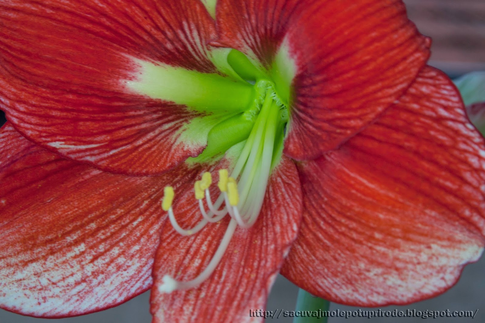 Cvet do cveta - Photo Blogs