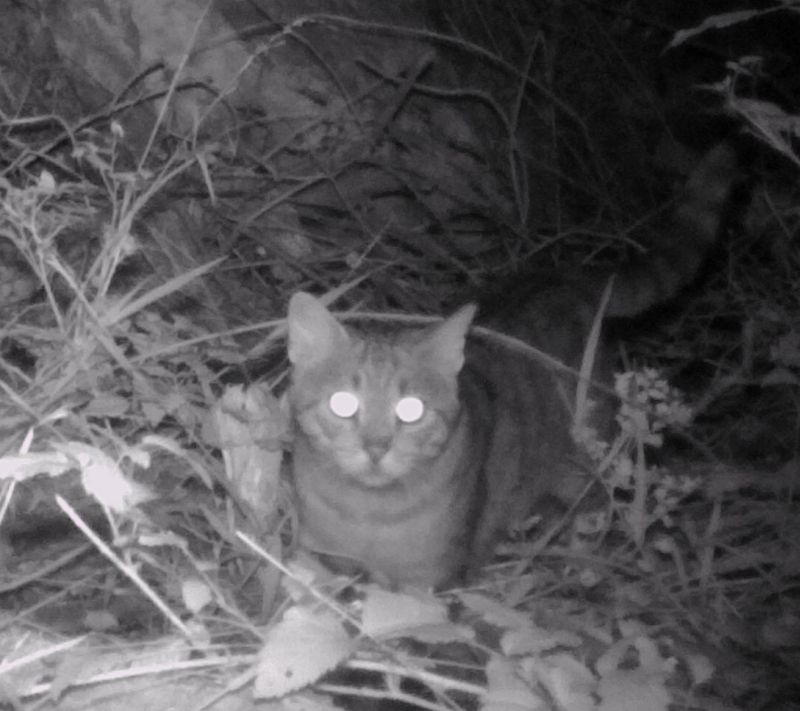 backyard critter watch: Feral Cats caught by Camera Trap