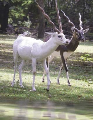 Tamilnadu Tourism: Vallanadu Wildlife Sanctuary, Thoothukudi