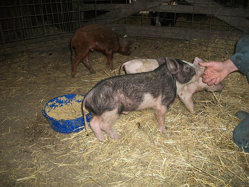 The Midlife Farmwife: This little pig called WEEEEE wee wee...