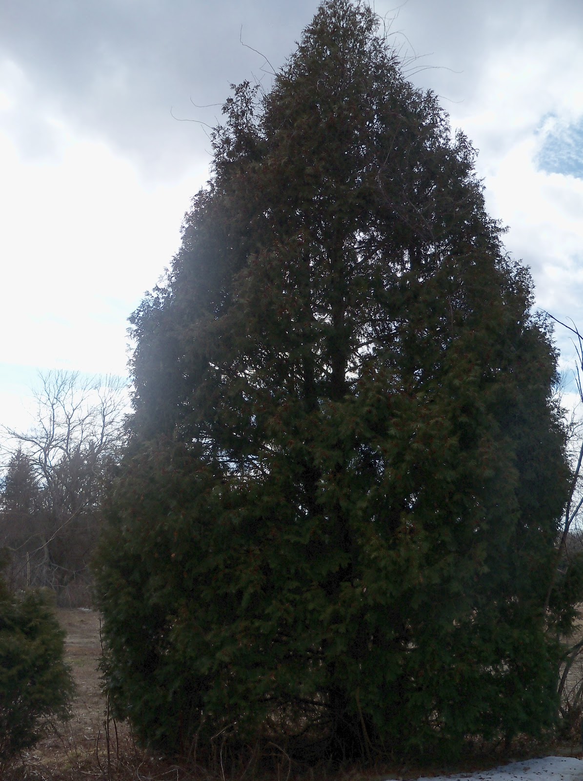 Plant Journeys: February 2012