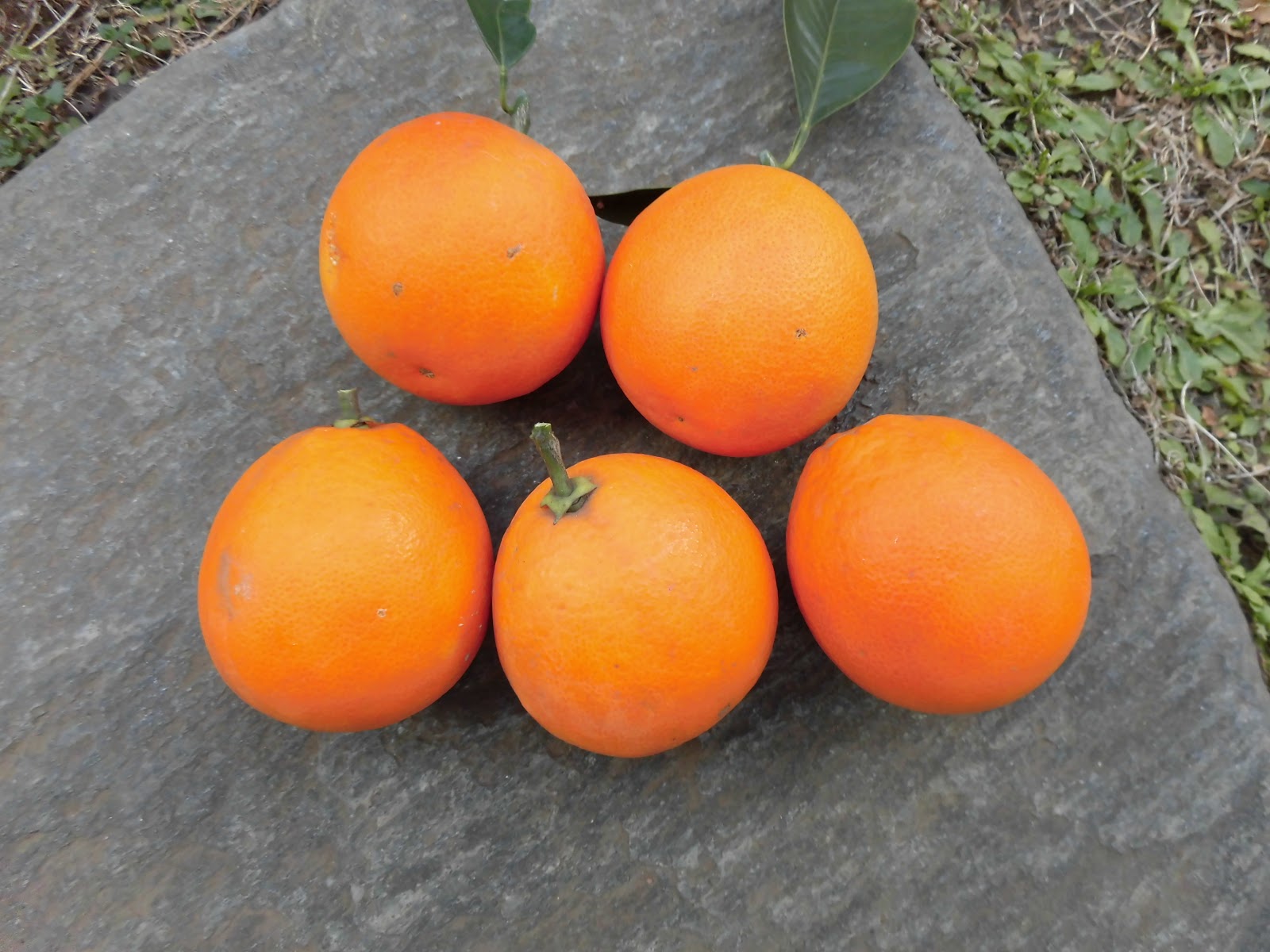 四季成り果樹園芸: タロッコ収穫 Blood Orange: Tarocco