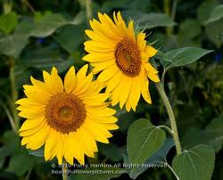 My Sains Blog: Tumbuhan Berbunga