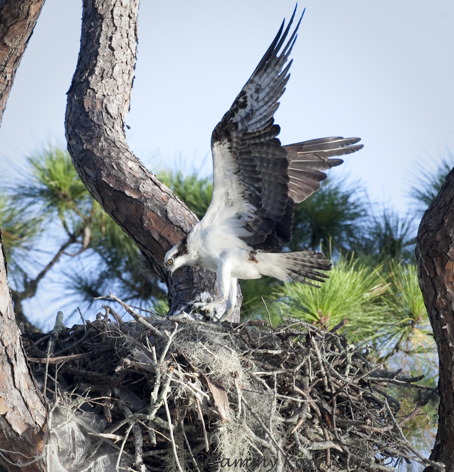 i heart florida birds: Raising a Fish Hawk