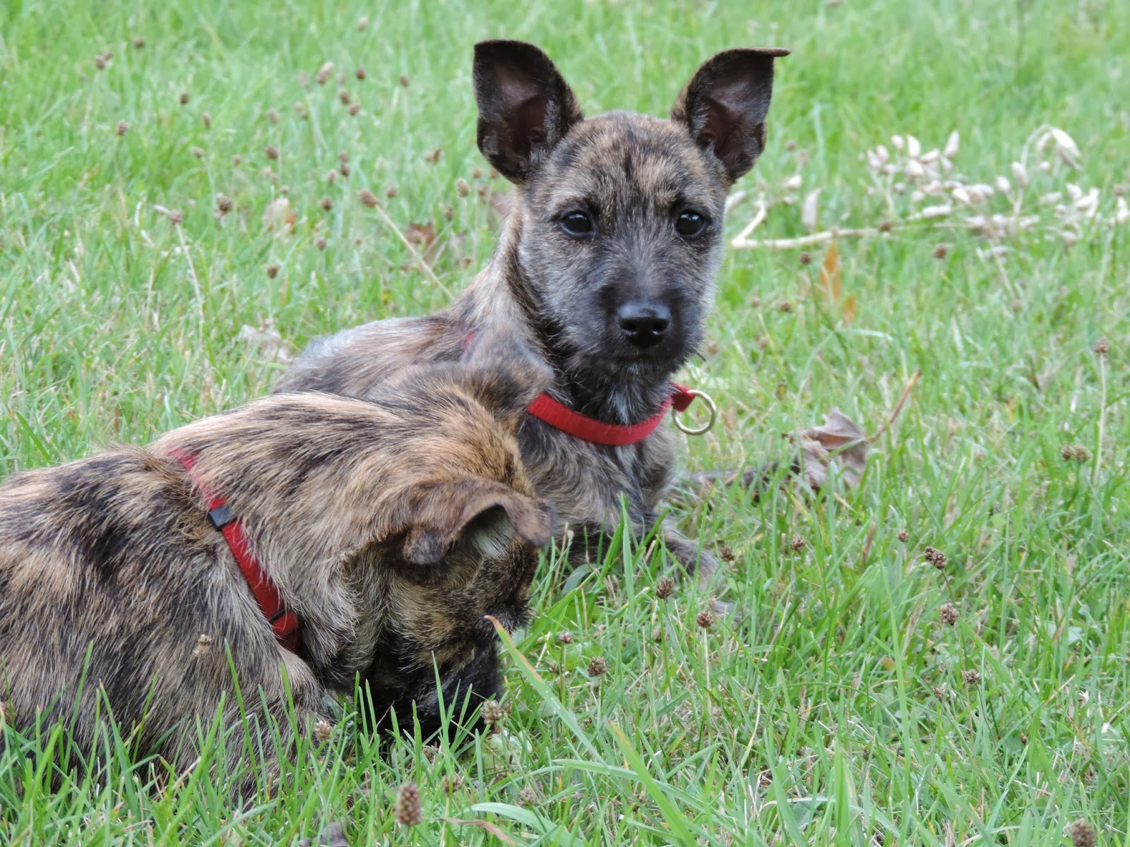Agility Addict: Foster terriers