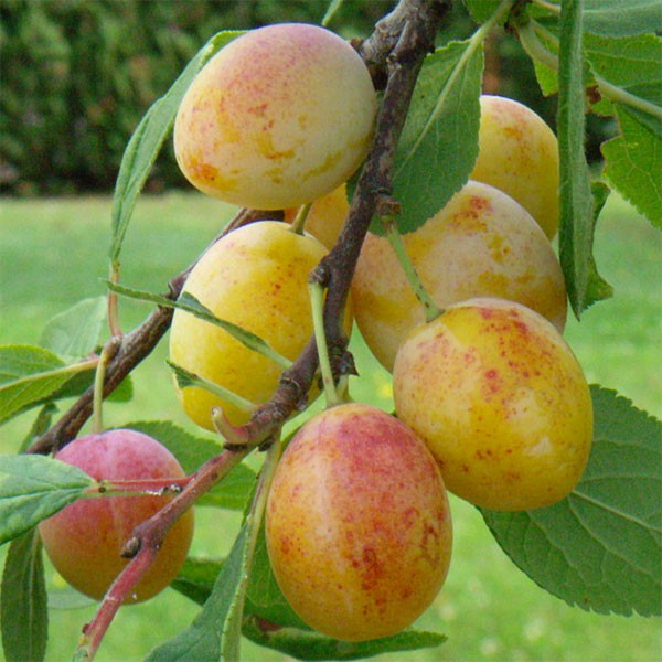 Michael Peverett: Pruniers / Cerisiers : Mirabelle / Bigarreau