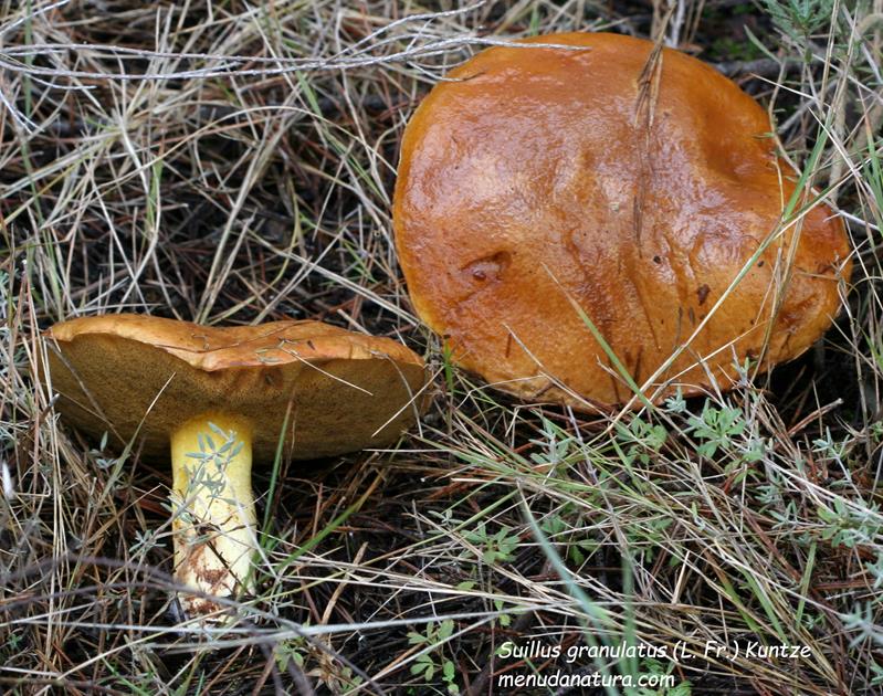 Menuda Natura: Suillus granulatus (L. Fr.) Kuntze