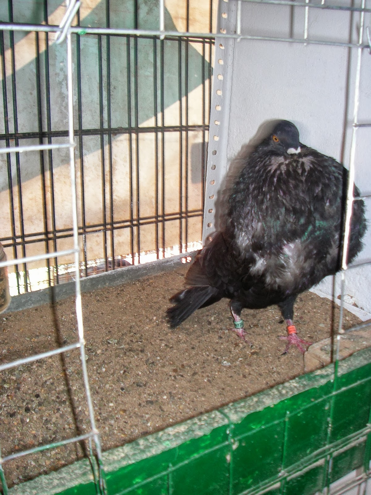 palomas de raza - el foti - carmona(sevilla): PALOMAS GADITANAS