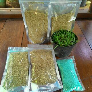 BENIH BIJI RUMPUT BERMUDDA - JUAL BIBIT BIJI RUMPUT - tukang rumput ...