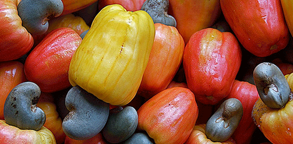 El Baúl del Consumidor: El cajuil, rico en vitaminas y minerales