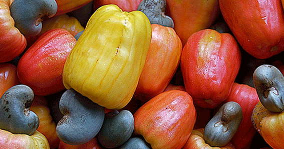 El Baúl del Consumidor: El cajuil, rico en vitaminas y minerales