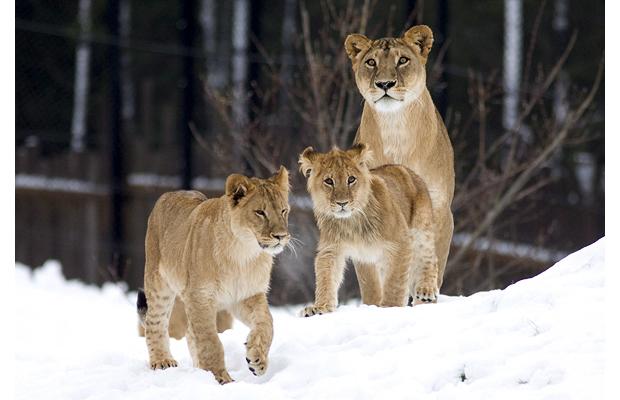 Snow Animals Lions Info And Pictures | All Wildlife Photographs