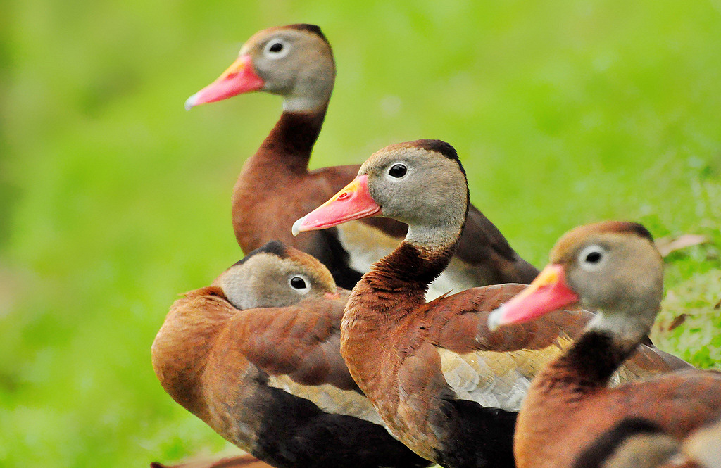 Bellas Aves de El Salvador: Dendrocygna autumnalis (pichiche o pishishe ...