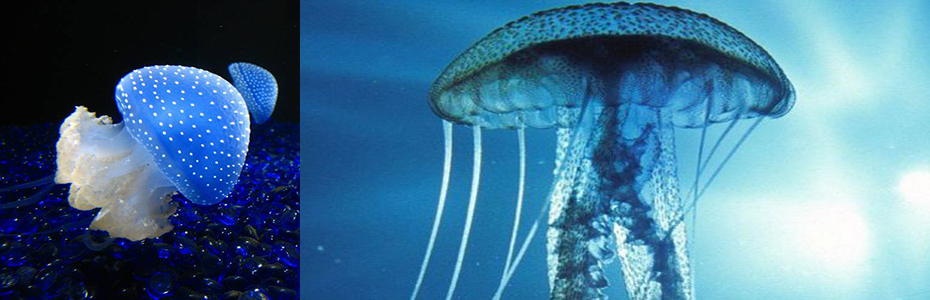 2015 ~ phylum cnidaria