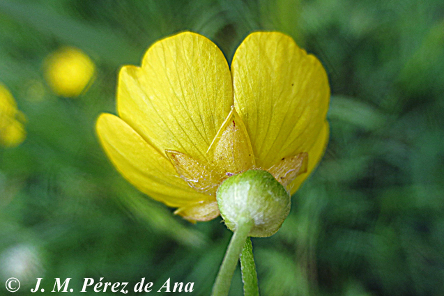 Sierra Sálvada: Ranunculus tuberosus