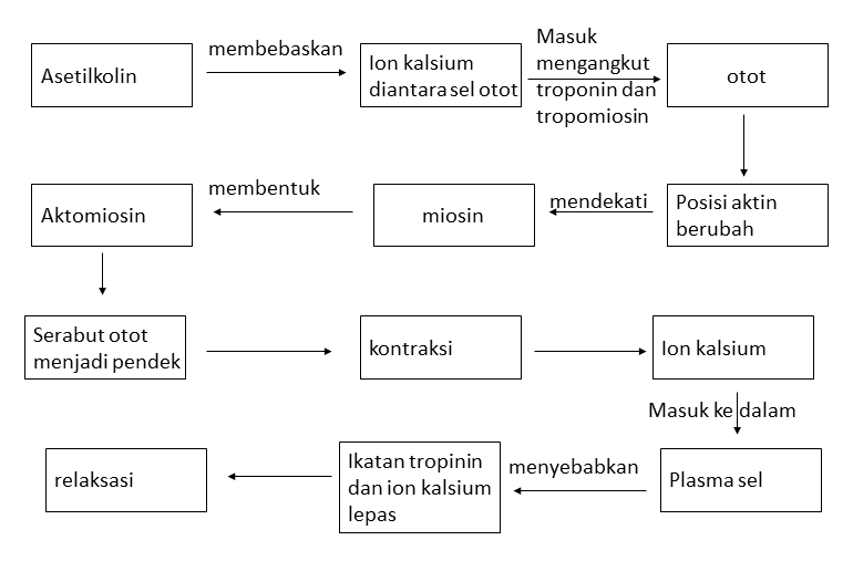 Bo Ka P Otot Rangka