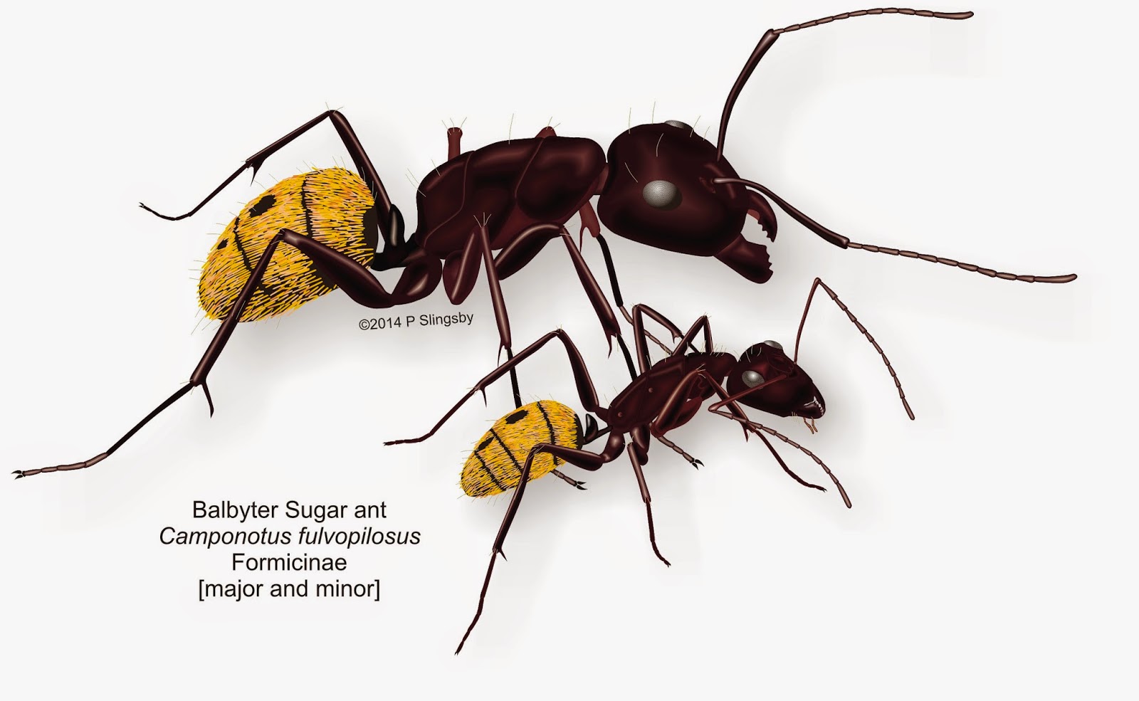 - Ants of Southern Africa -: Large Camponotus sp: very large Sugar ants