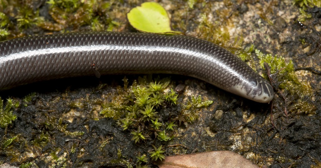 Ular Asli Indonesia: Typhlops diardii