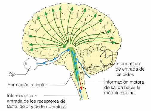 Portafolio : MÓDULO BIOPSICOLOGÍA DE LA MOTIVACIÓN