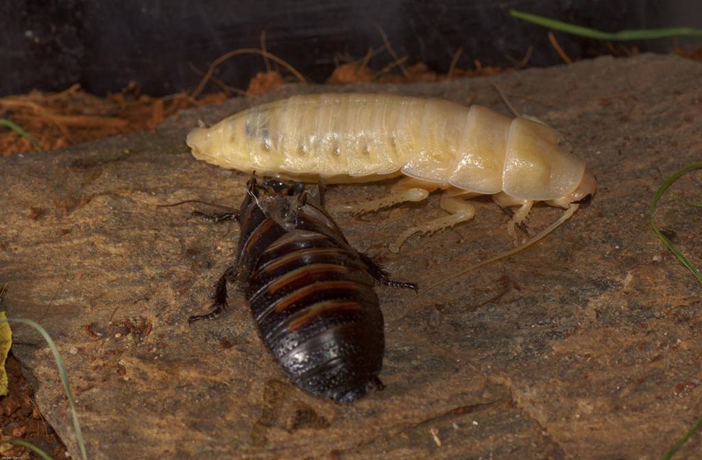 Ecdysis: When Growing Up is More than Skin Deep | The Ark In Space