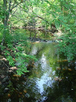 Mill River Restoration: The first riffle in 200 years