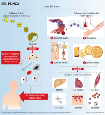 Sel Punca: Terapi yang Menjanjikan - Dedi Sjahrir Panigoro