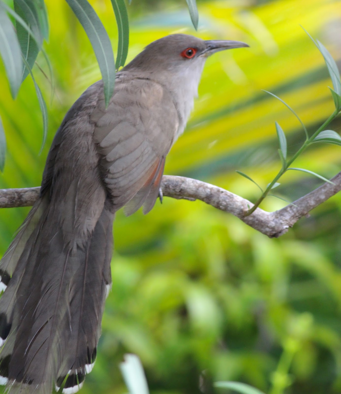 Photographicbirdlistomania: Calypso Birds