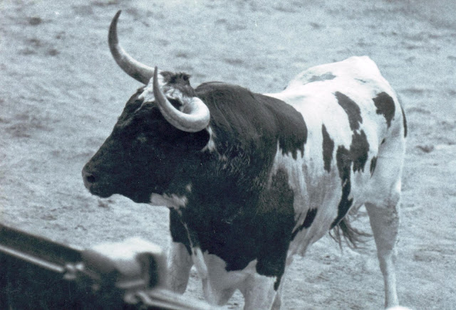 Toro, Torero y Afición: "¡Eso es un toro, eso es un toro!"