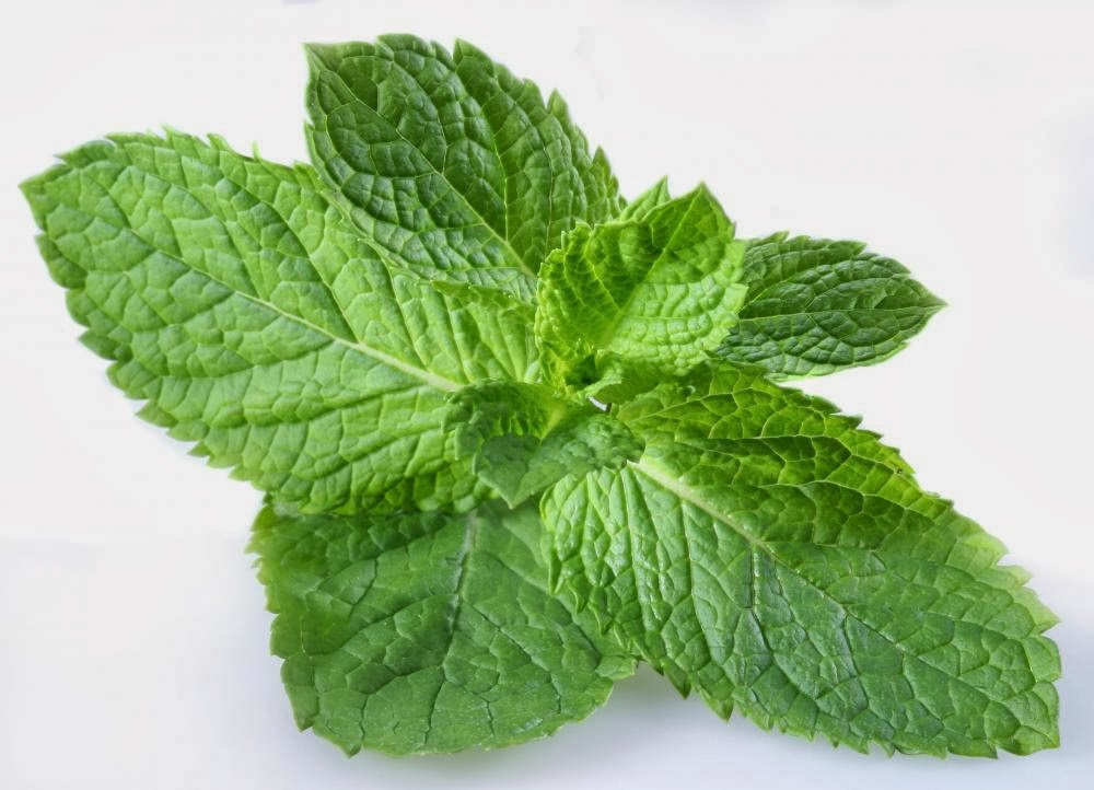 Herbal Medicine: Manfaat daun mint /Mentha cordifolia