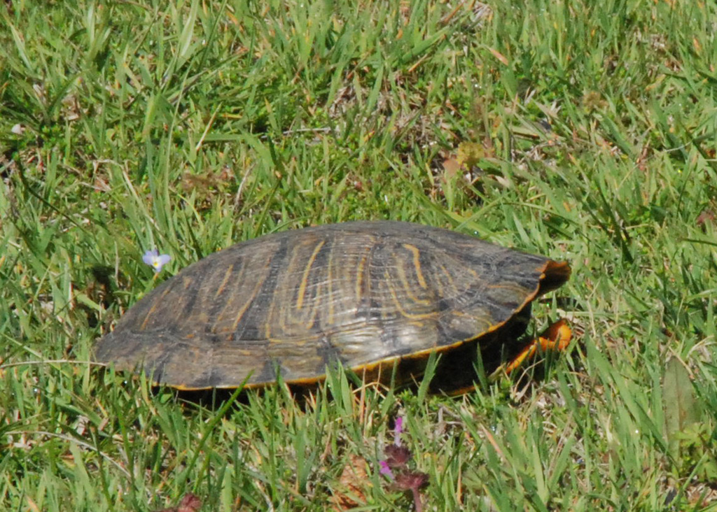 Gaia Garden: Visitors from Other Kingdoms: Red-Eared Slider