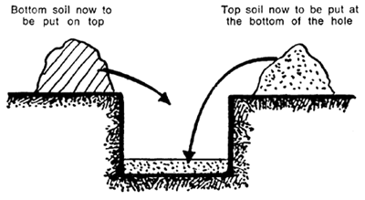 SamAde: Cocoa production in Nigeria