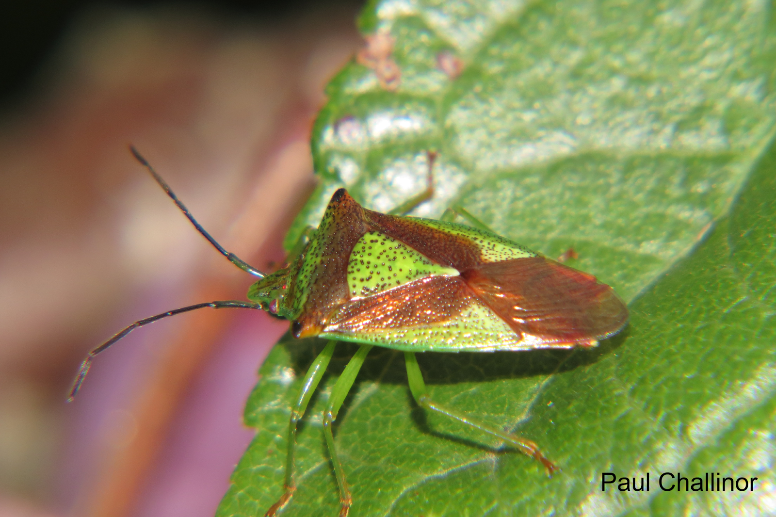 Hawthorn Shieldbug