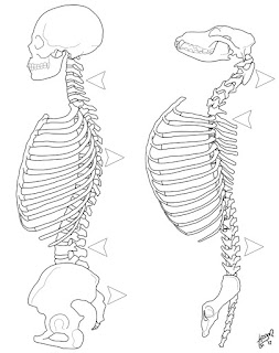 Anthro Anatomica: S-spine, C-spine