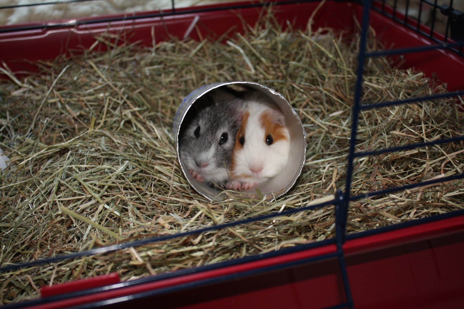 Emma's Happy Handiworks: meet my giddy girls!