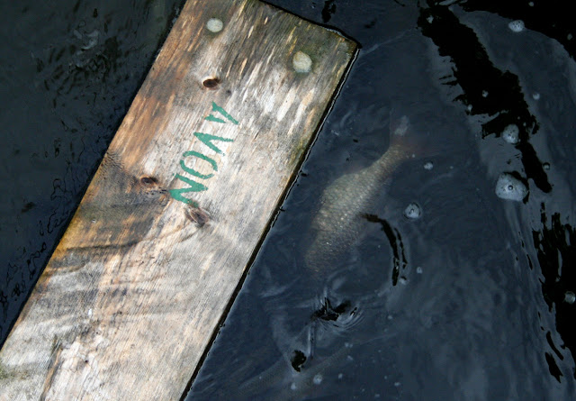 Avon Roach Project: Spawning and Hatching - May 2016