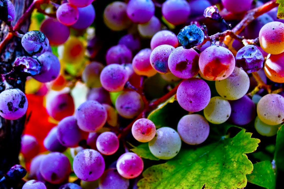 Trees Planet: Vitis californica - California Wild Grape