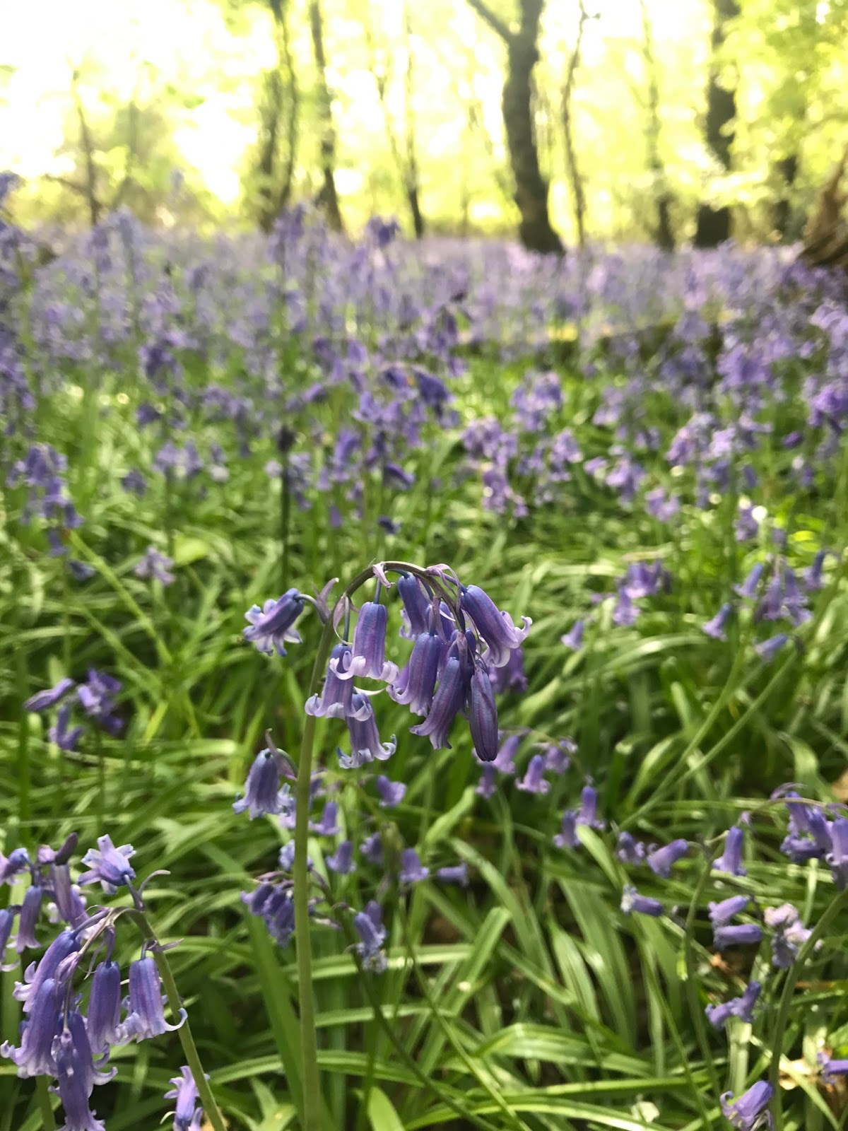 Happy, Long, Weekend {Week 17, the 2017 edition} - Roses and Rolltops