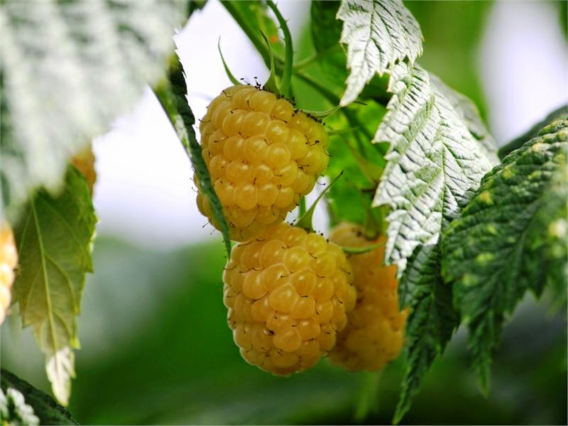 Framboesa Amarela da variedade "Anne" / Raspberry Yellow