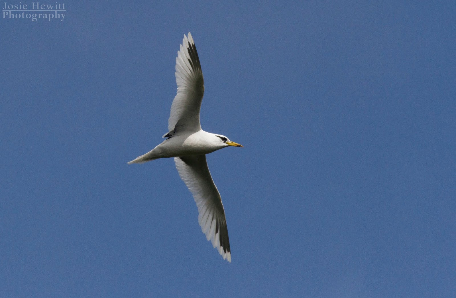 Blog | Josie Hewitt Photography: Mauritius: The Birds
