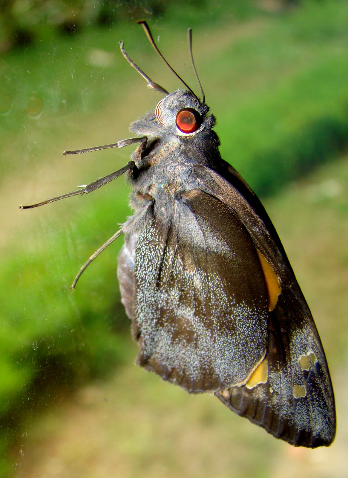 Insects of Kerala: Giant Red Eye Butterfly (Gangara thyrsis thyrsis)