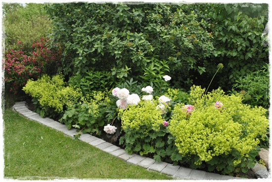 Rosor och ruiner: Pionrabatten!