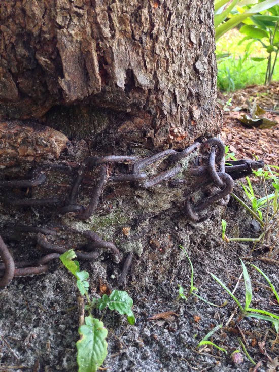 The Rainforest Garden: Turning a Garden's Problems into Personality