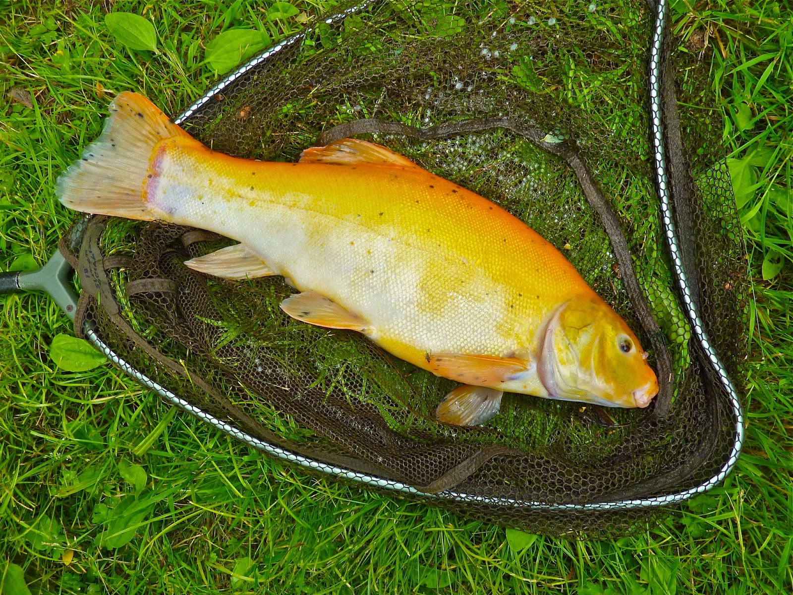 HUGH MILES - WILDLIFE ADVENTURES: THE GLORIOUS 16TH - 2014