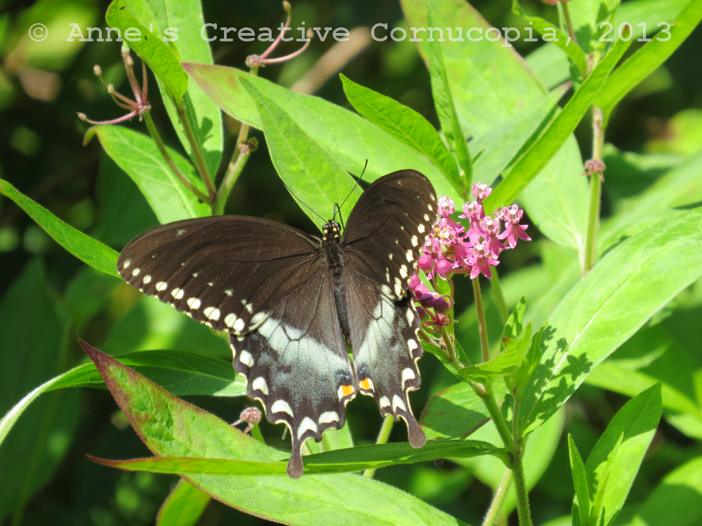 Anne's Creative Cornucopia: Black Monarch Butterfly - Photographs