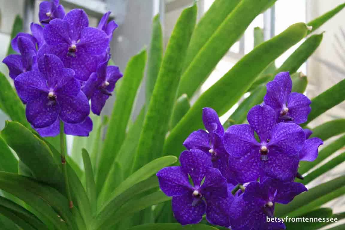 JOYFUL REFLECTIONS: Orchids of All Colors