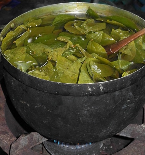 muhh kita "explore": Mandi daun Pokok Seringan untuk ringankan badan