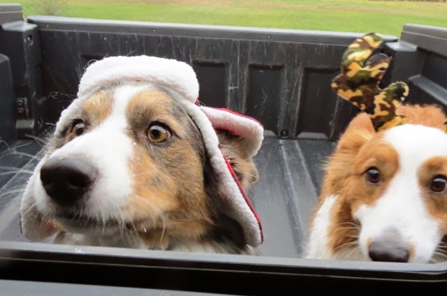 The Chronicles of Cardigan: 29 More Daffy Dog Photos from the Shoot ...