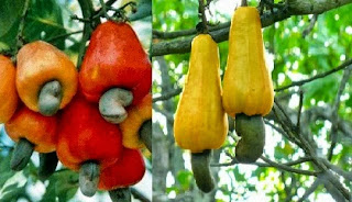 Budidaya Jambu Mete - BUDIDAYAKU