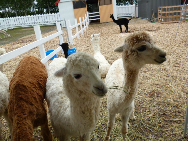 What Wonderful Travels in Hokkaido, JAPAN!: ALPACA FARM （アルパカ牧場）| Biei