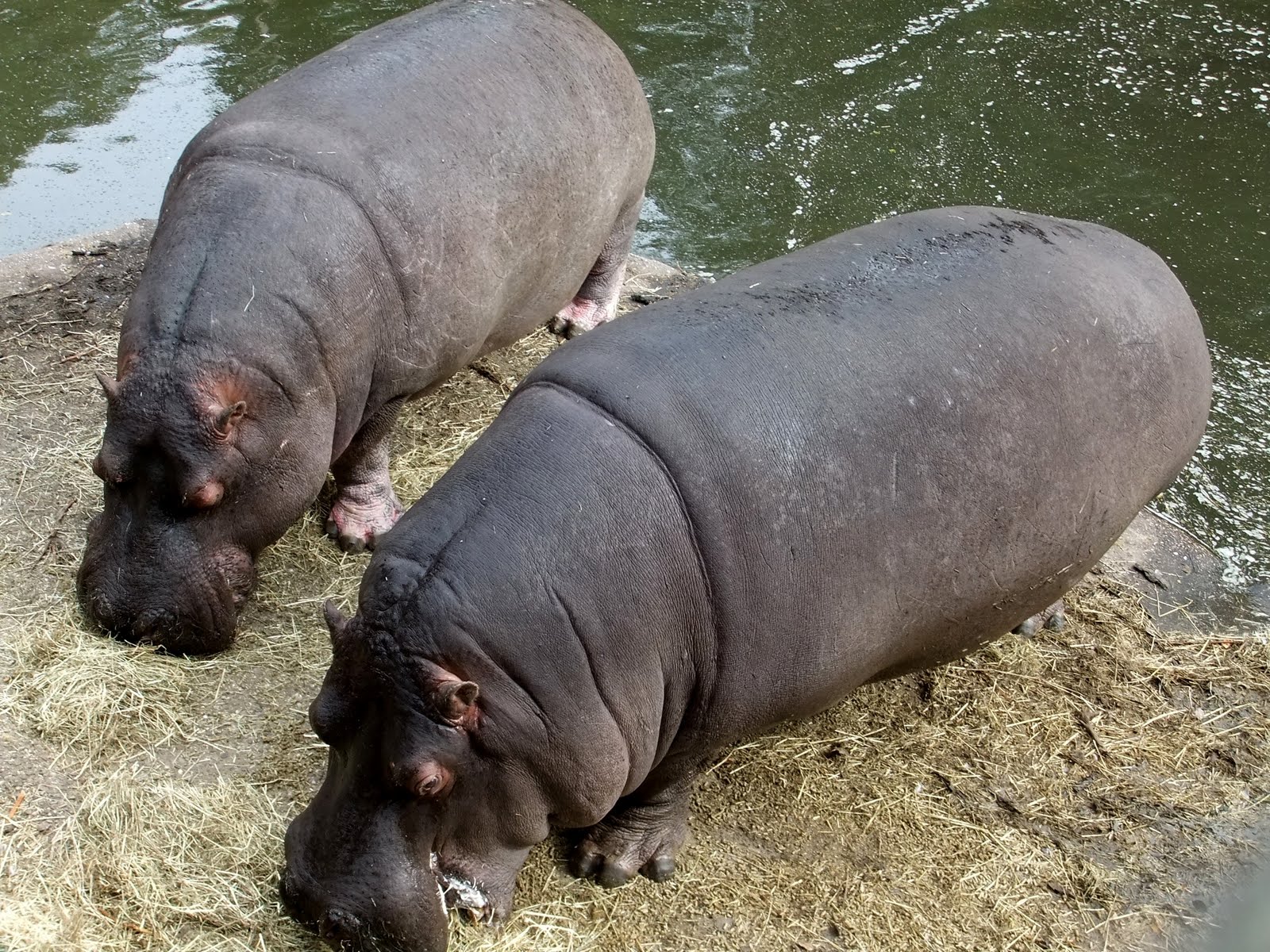 ShukerNature: SURF HIPPOS, HERE THEY COME!